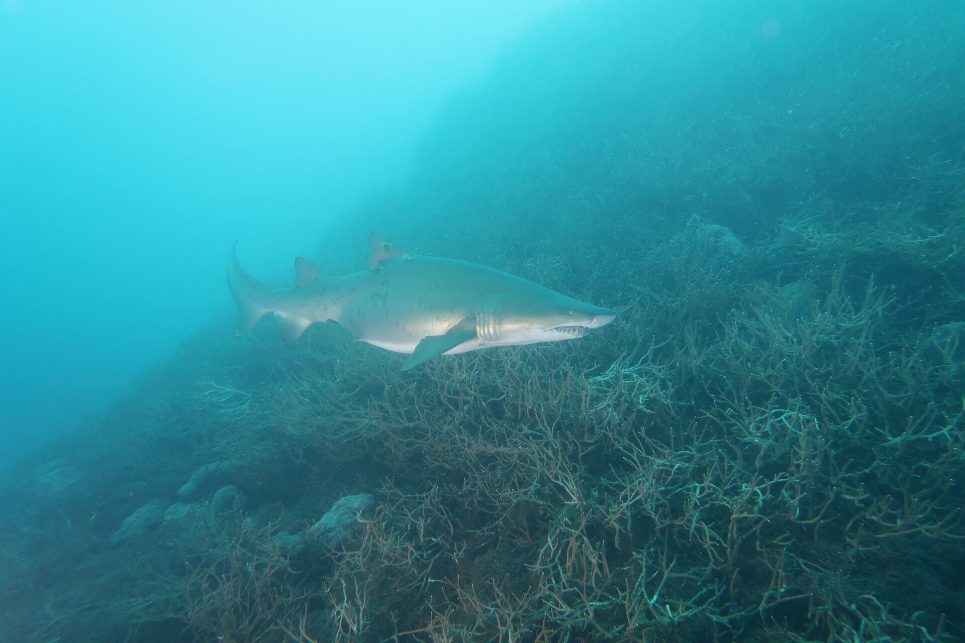 11/19-24小笠原ツアー最終日♪ | SANDWAVE｜東京都西新宿の老舗スキューバダイビングショップ サンドウェーブ