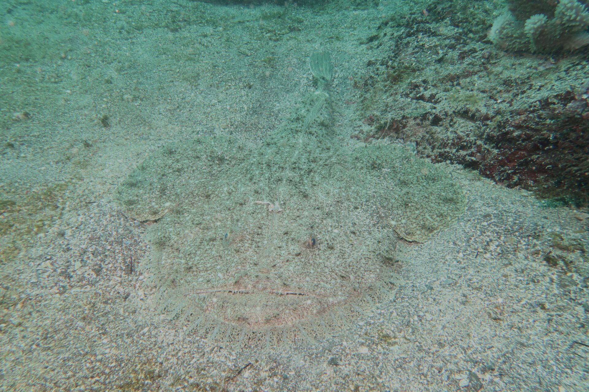 1/15土のログ♪ | SANDWAVE｜東京都西新宿の老舗スキューバダイビングショップ サンドウェーブ