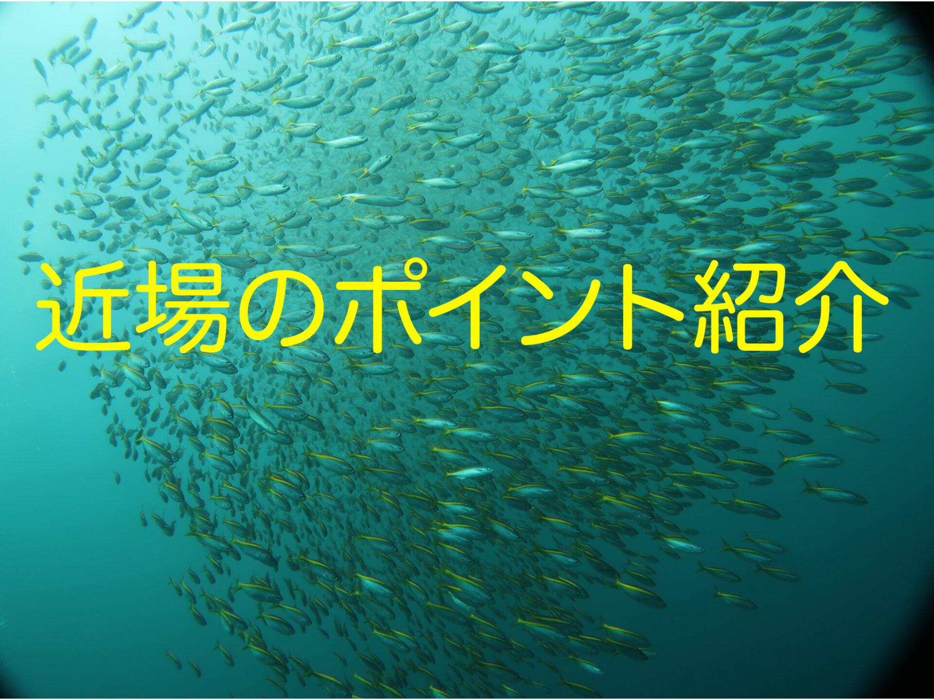 ★近場のポイント紹介★ | SANDWAVE｜東京都西新宿の老舗スキューバダイビングショップ サンドウェーブ