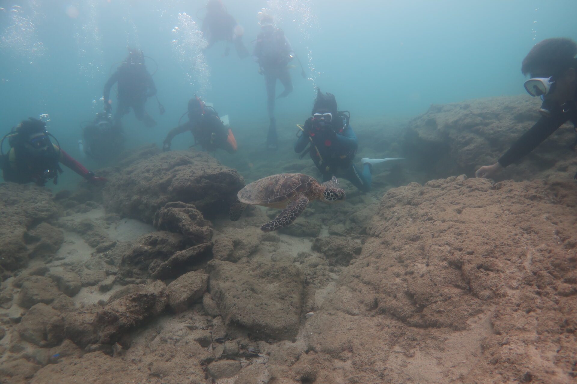 奄美大島2日目！ | SANDWAVE｜東京都西新宿の老舗スキューバダイビングショップ サンドウェーブ